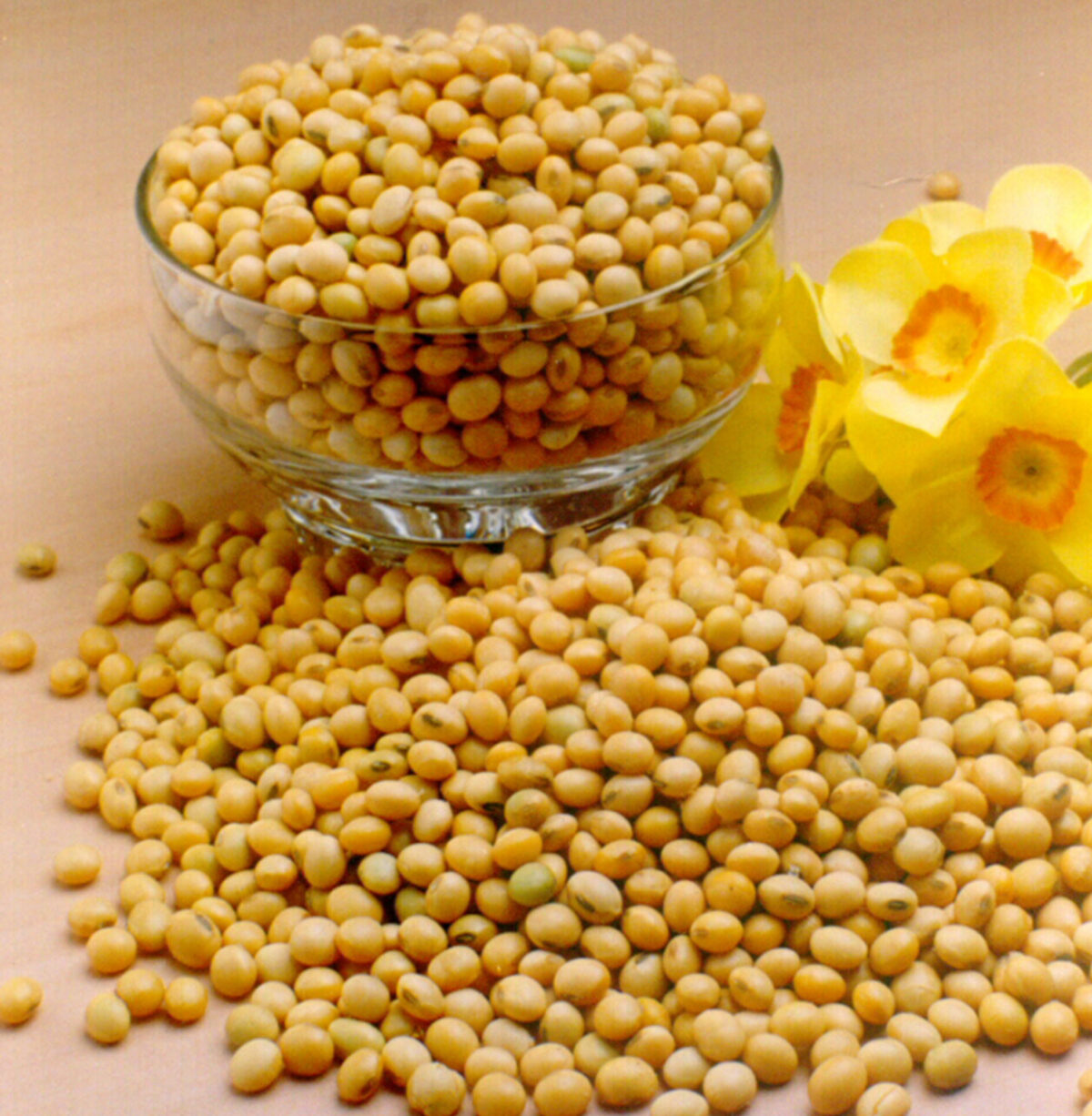 Home - Soya India